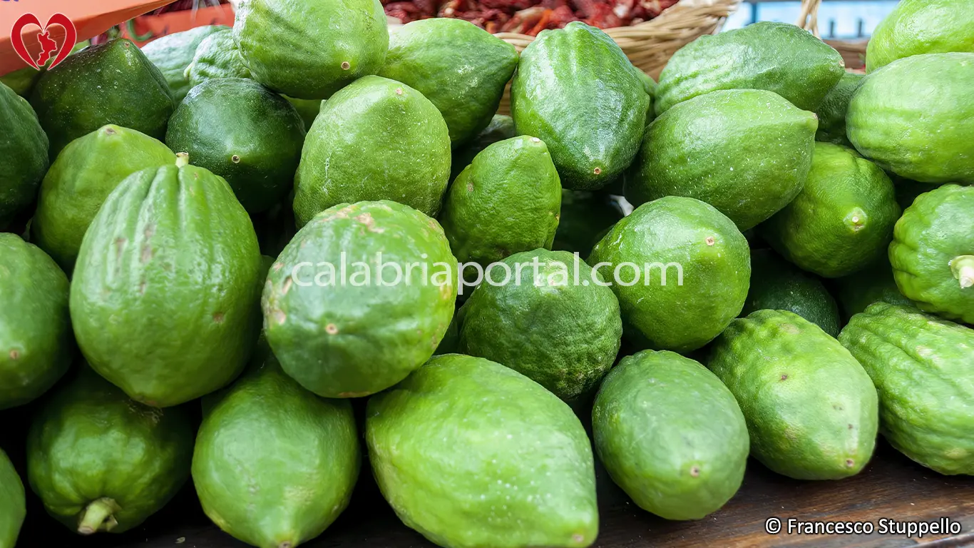 Cedro Liscio Diamante: il sacro agrume della Riviera dei Cedri