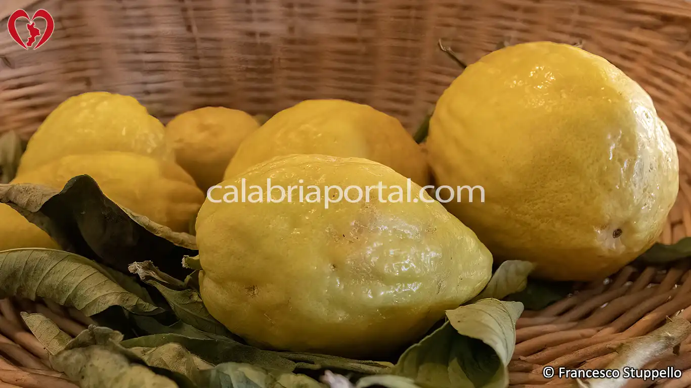 Cedro Liscio Diamante: il sacro agrume della Riviera dei Cedri