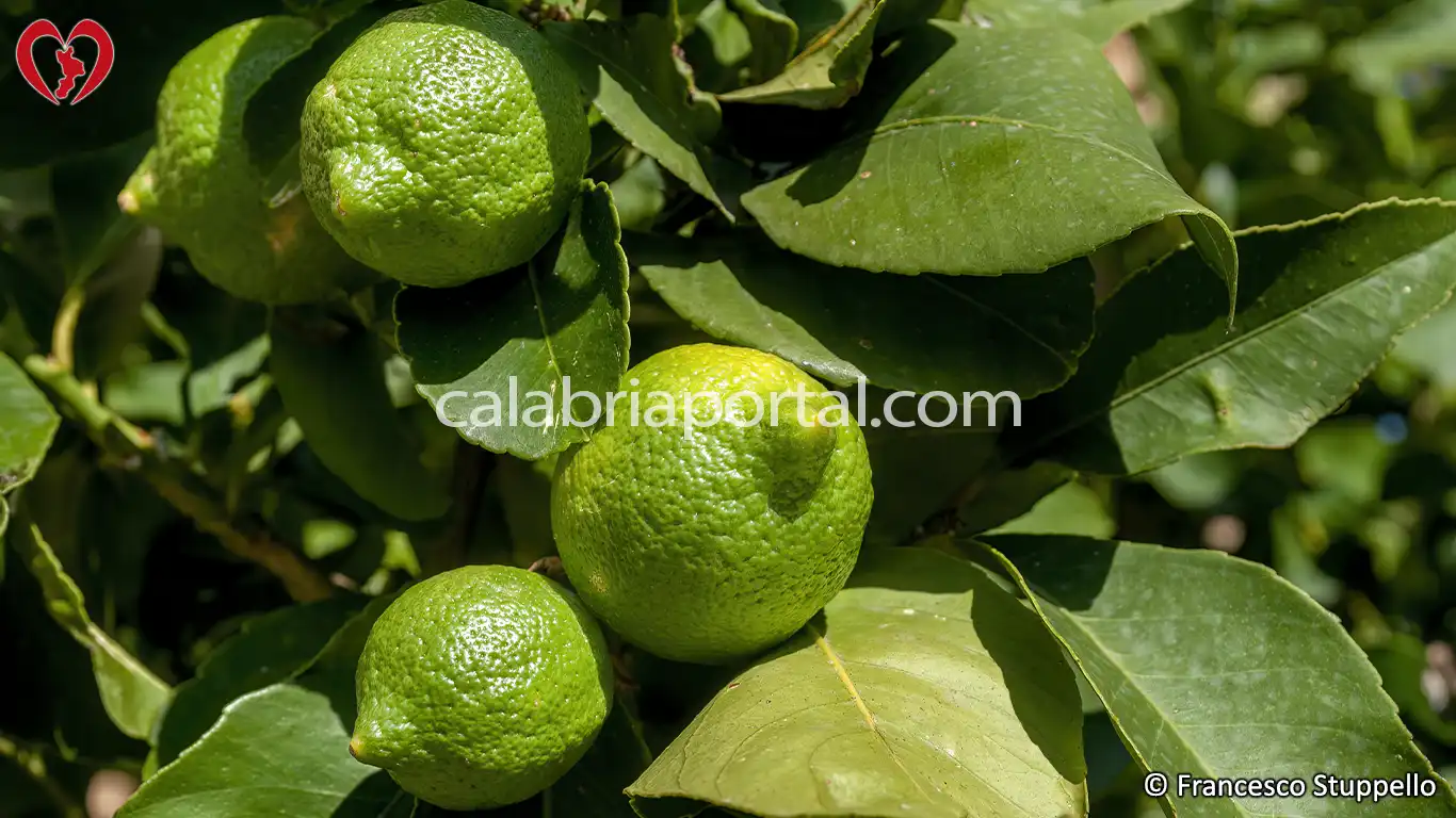 Limone di Rocca Imperiale: il pregiato agrume dell'Alto Jonio