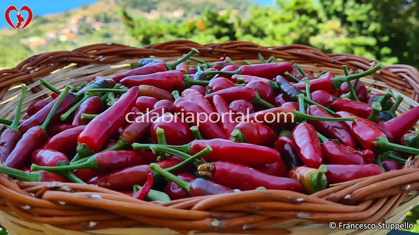 Peperoncino Calabrese: tutte le varietà della Calabria