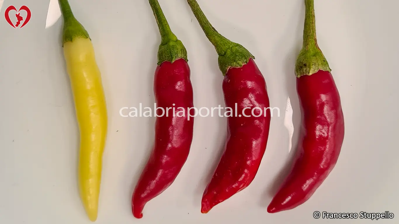Peperoncino Calabrese: tutte le varietà della Calabria