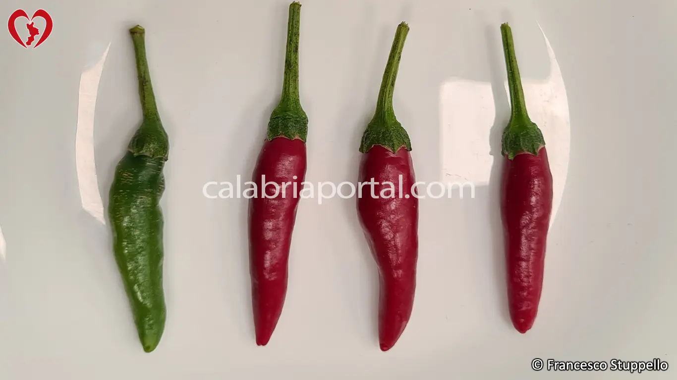 Peperoncino Calabrese: tutte le varietà della Calabria