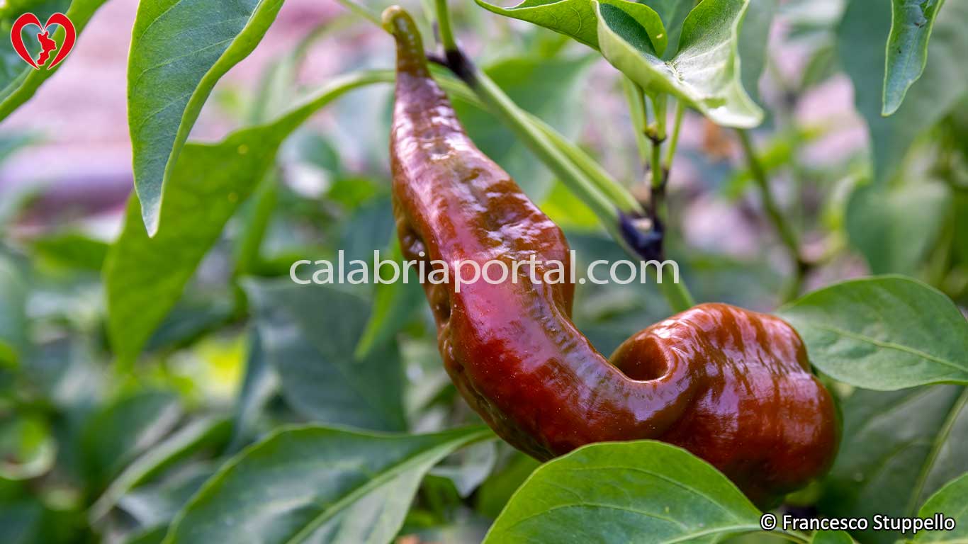 Peperone Roggianese (Calabria): varietà di peperone calabrese