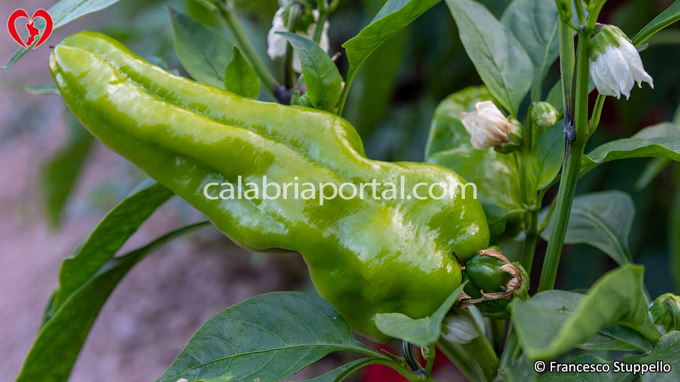 Peperone Roggianese (Calabria): varietà di peperone calabrese