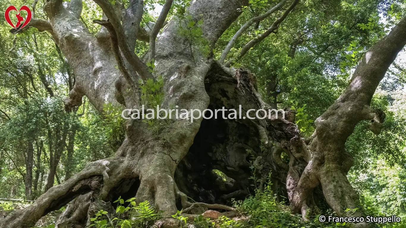 Platano Millenario di Vrisi a Curinga
