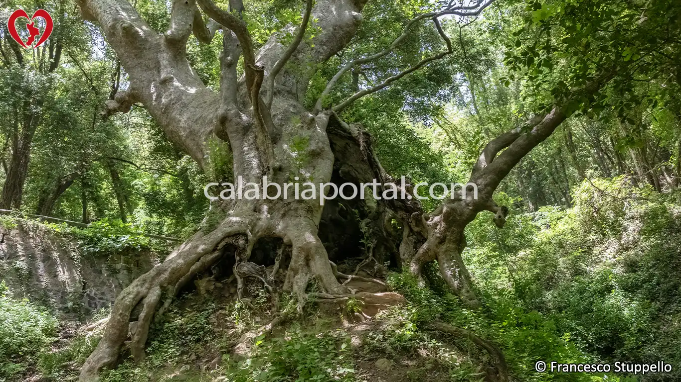 Platano Millenario di Vrisi a Curinga