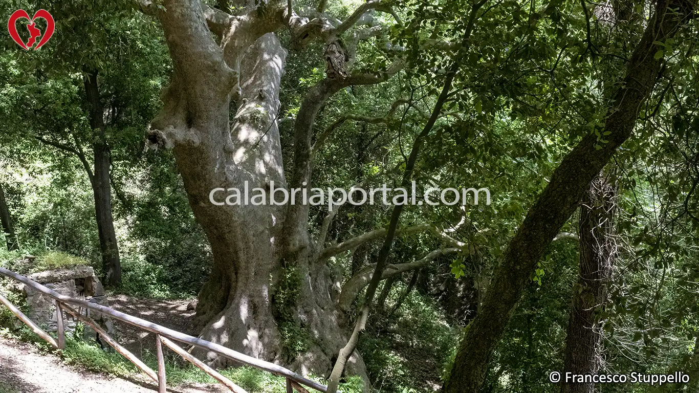 Platano Millenario di Vrisi a Curinga