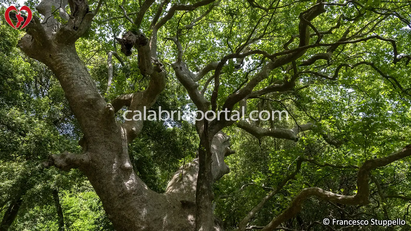 Platano Millenario di Vrisi a Curinga