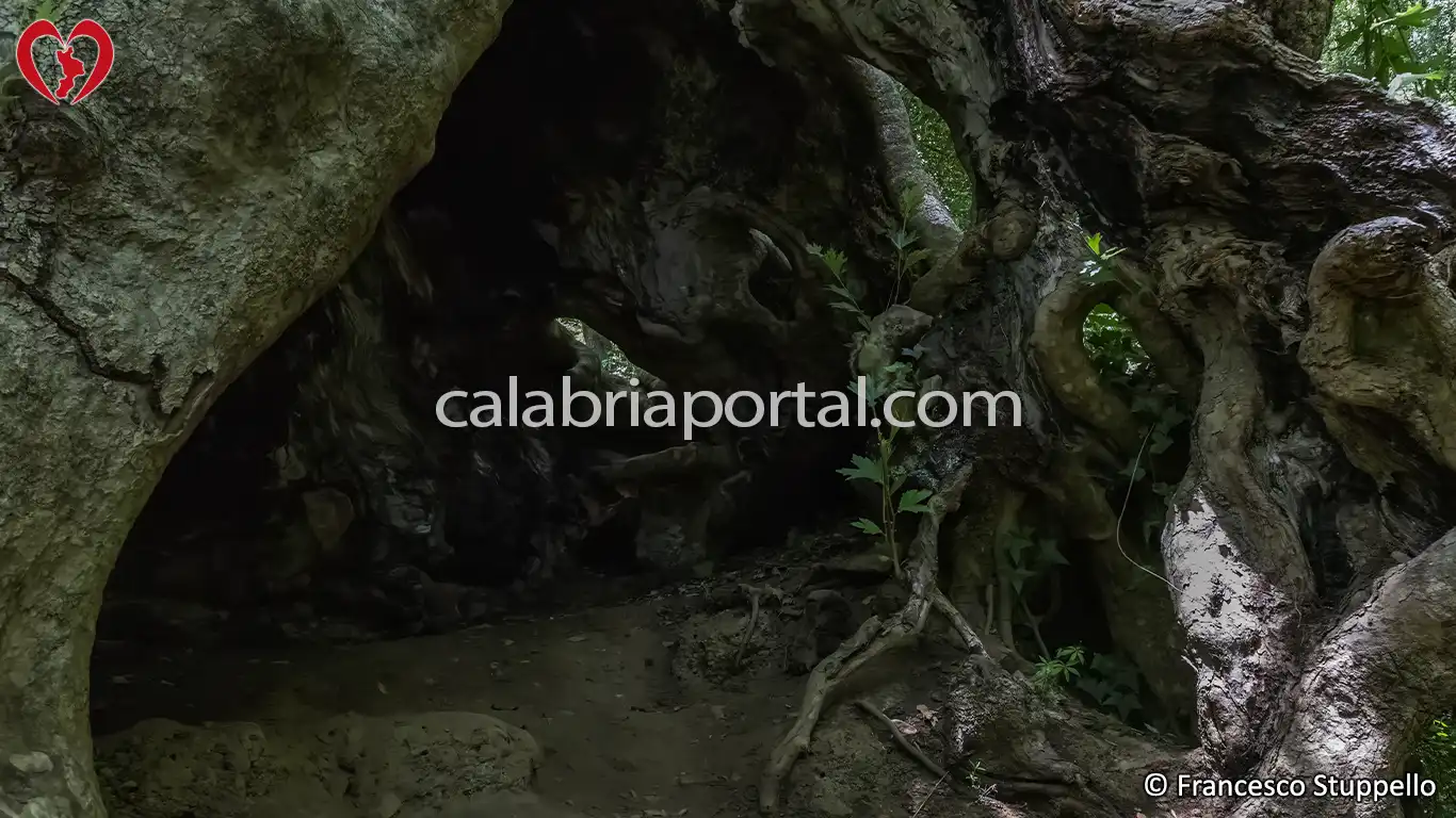 Platano Millenario di Vrisi a Curinga