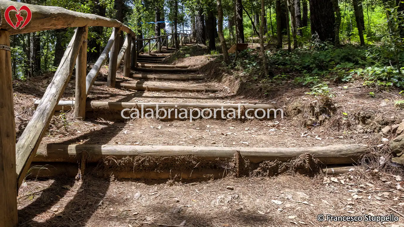 Platano Millenario di Vrisi a Curinga