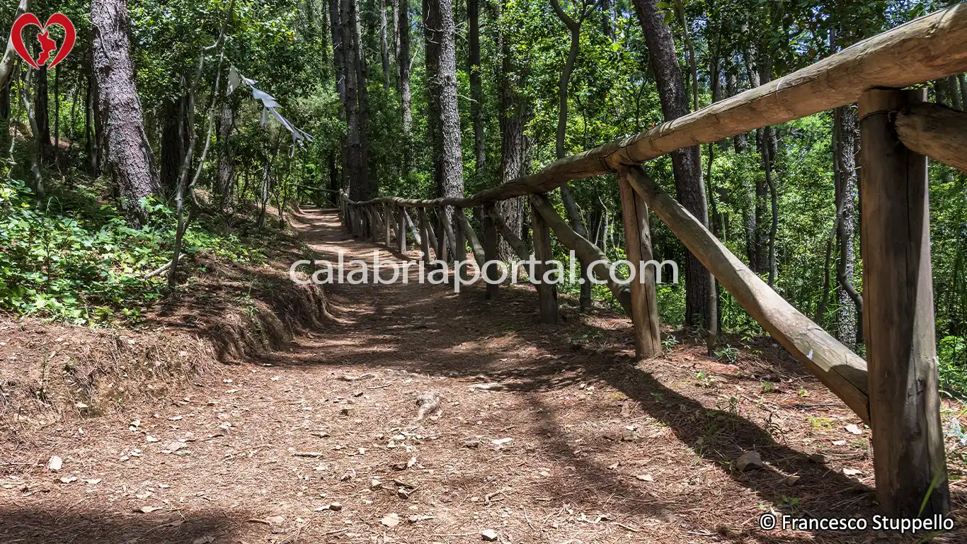 Platano Millenario di Vrisi a Curinga