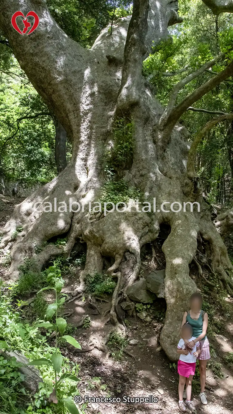 Platano Millenario di Vrisi a Curinga