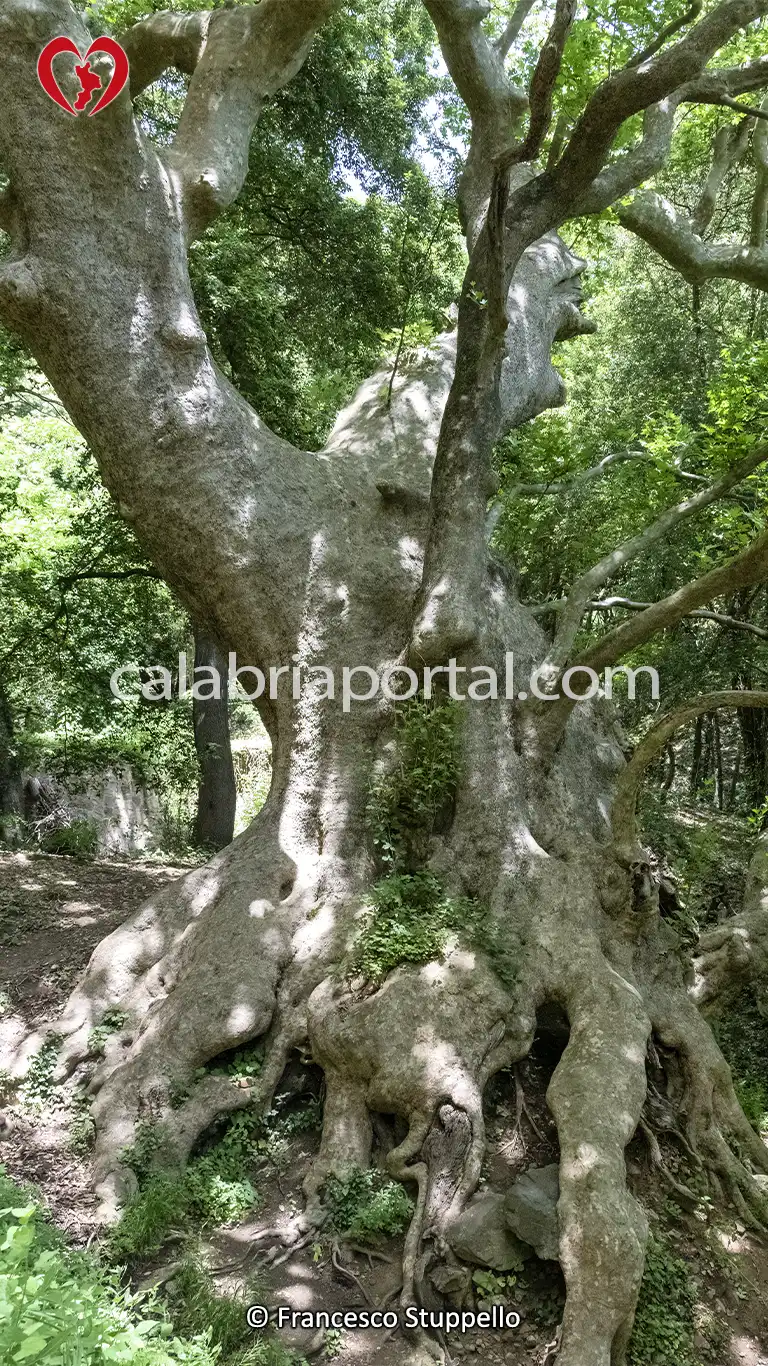 Platano Millenario di Vrisi a Curinga