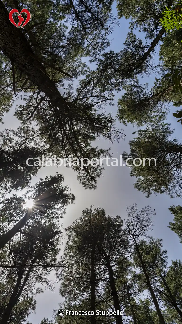 Platano Millenario di Vrisi a Curinga