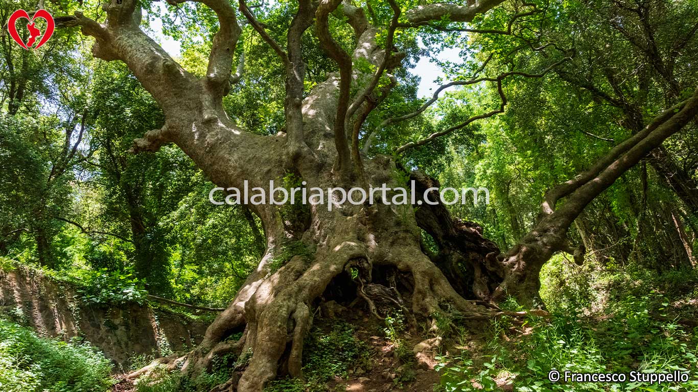 Curinga (Calabria): cosa vedere, fare, turismo