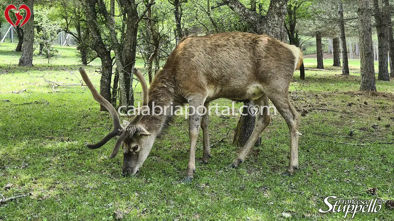 Centro Visite Cupone del Parco Nazionale della Sila