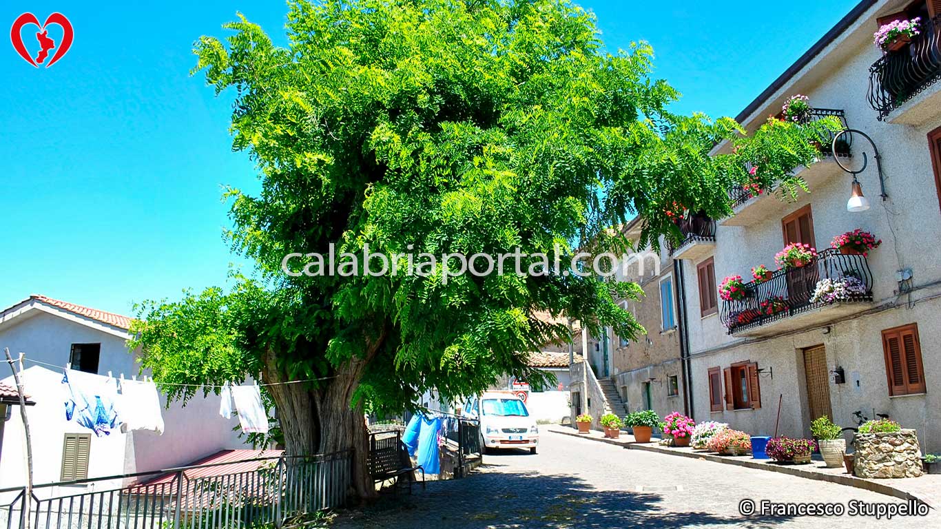 Cribari di Casali del Manco (Calabria): cosa vedere e fare