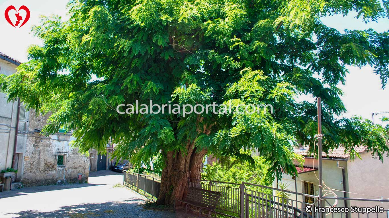 Cribari di Casali del Manco (Calabria): cosa vedere e fare