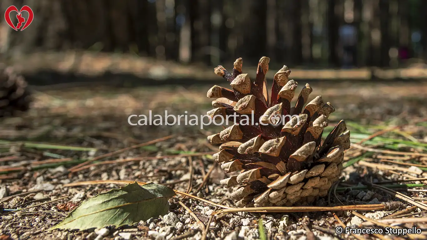 Potame (Calabria): cose vedere, fare, turismo