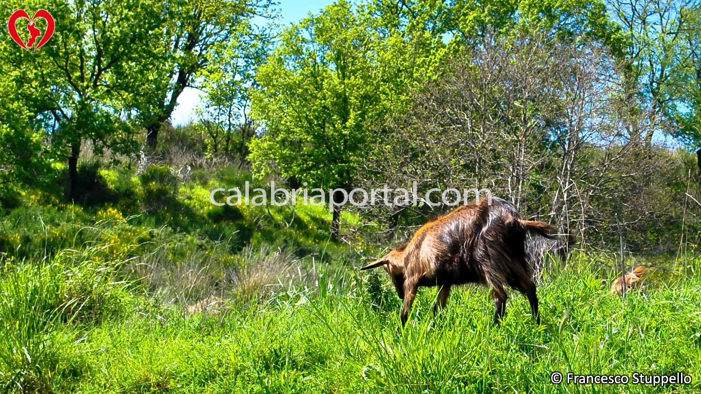 Domanico (Calabria): cose vedere e fare