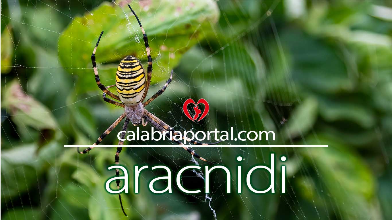 Fauna della Calabria: gli animali selvatici calabresi