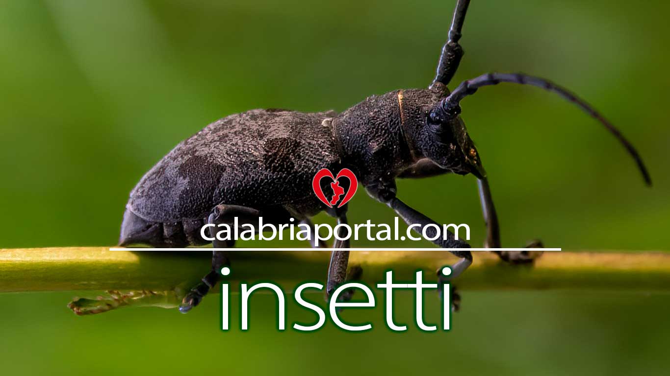 Fauna della Calabria: gli animali selvatici calabresi