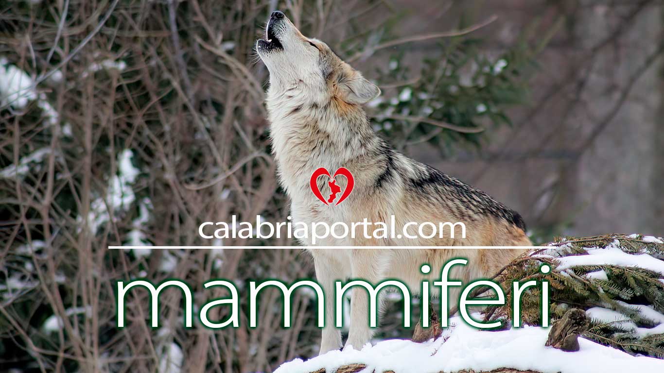 Fauna della Calabria: gli animali selvatici calabresi