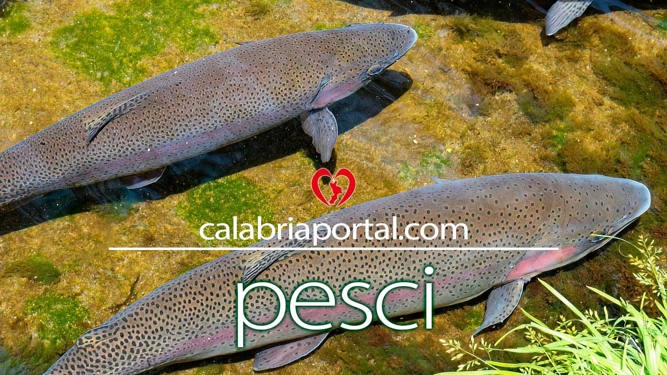 Pesci della Calabria: le specie della fauna ittica calabrese