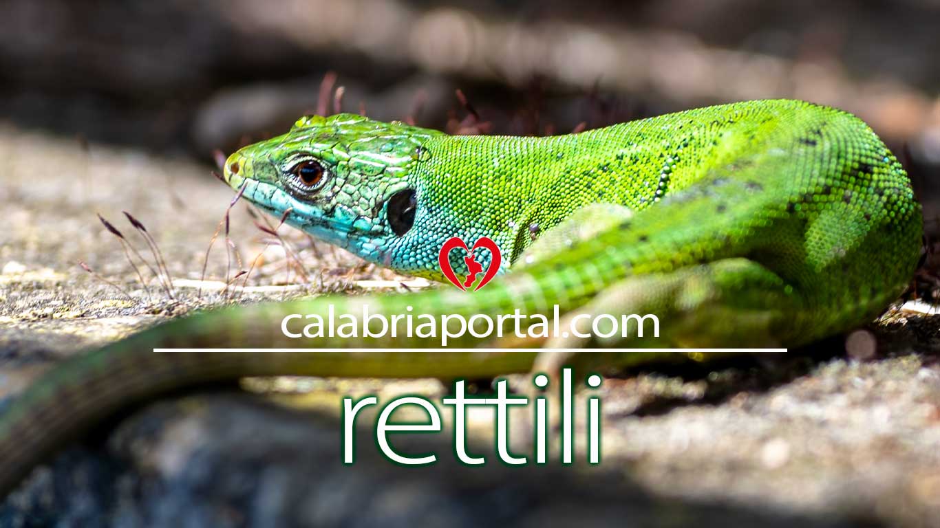 Fauna della Calabria: gli animali selvatici calabresi