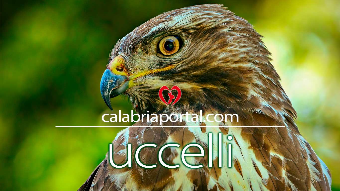 Fauna della Calabria: gli animali selvatici calabresi