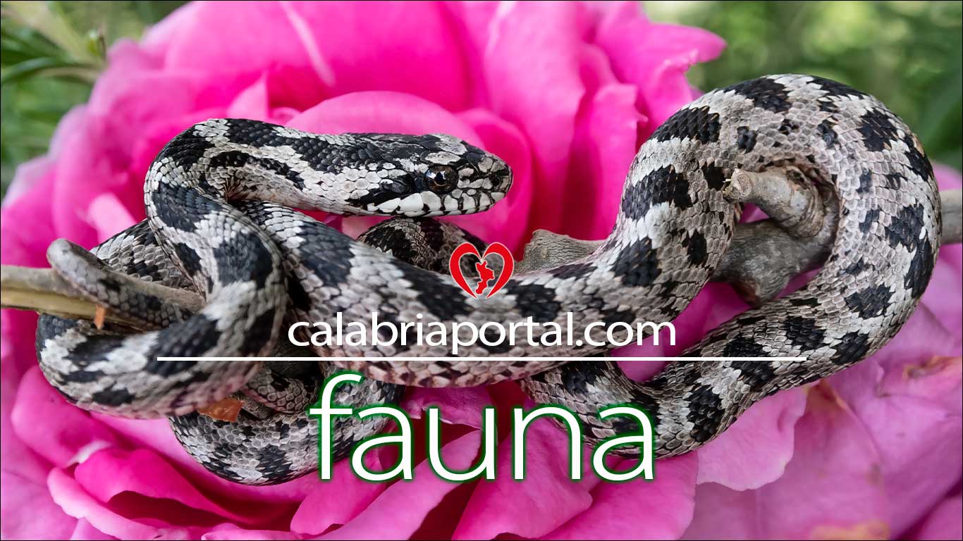 Fauna della Calabria: gli animali selvatici calabresi