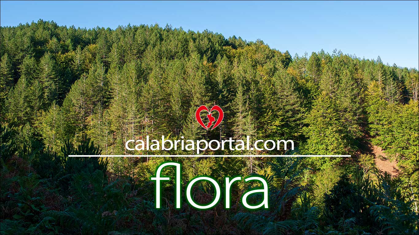 Flora della Calabria: le Piante Selvatiche Calabresi