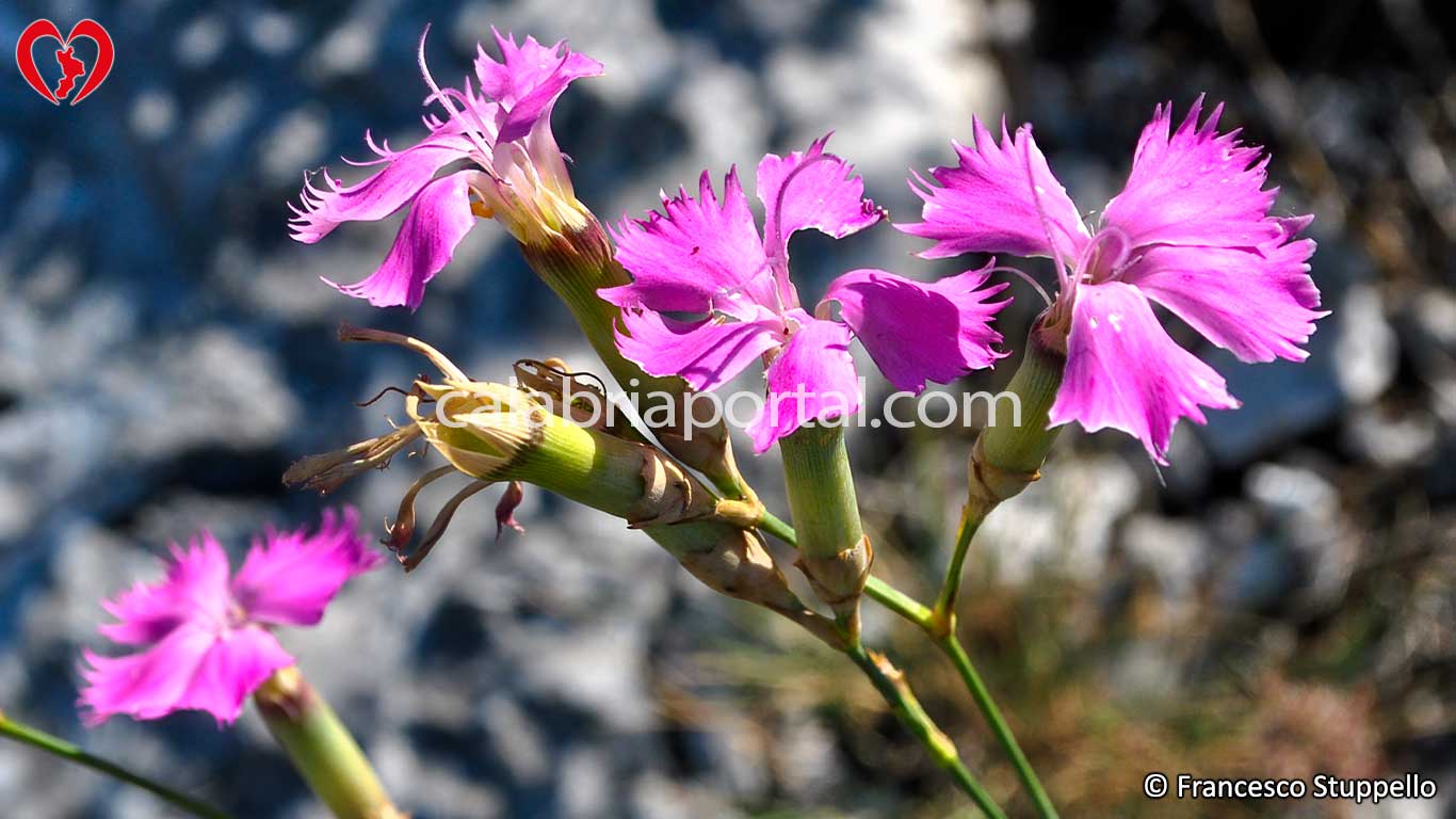 Monte Calimaro (Calabria): cosa vedere, fare, turismo