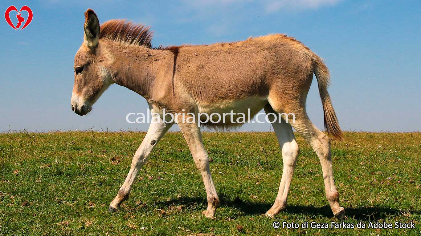 Animali del Passato: le specie estinte della fauna calabrese