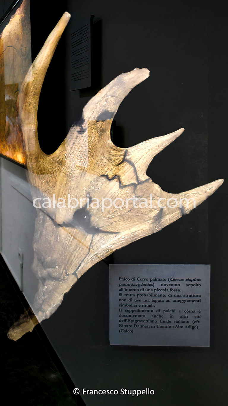 Animali del Passato: le specie estinte della fauna calabrese