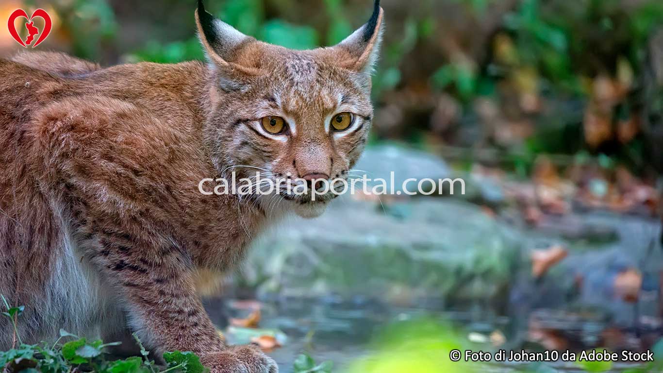 Animali del Passato: le specie estinte della fauna calabrese