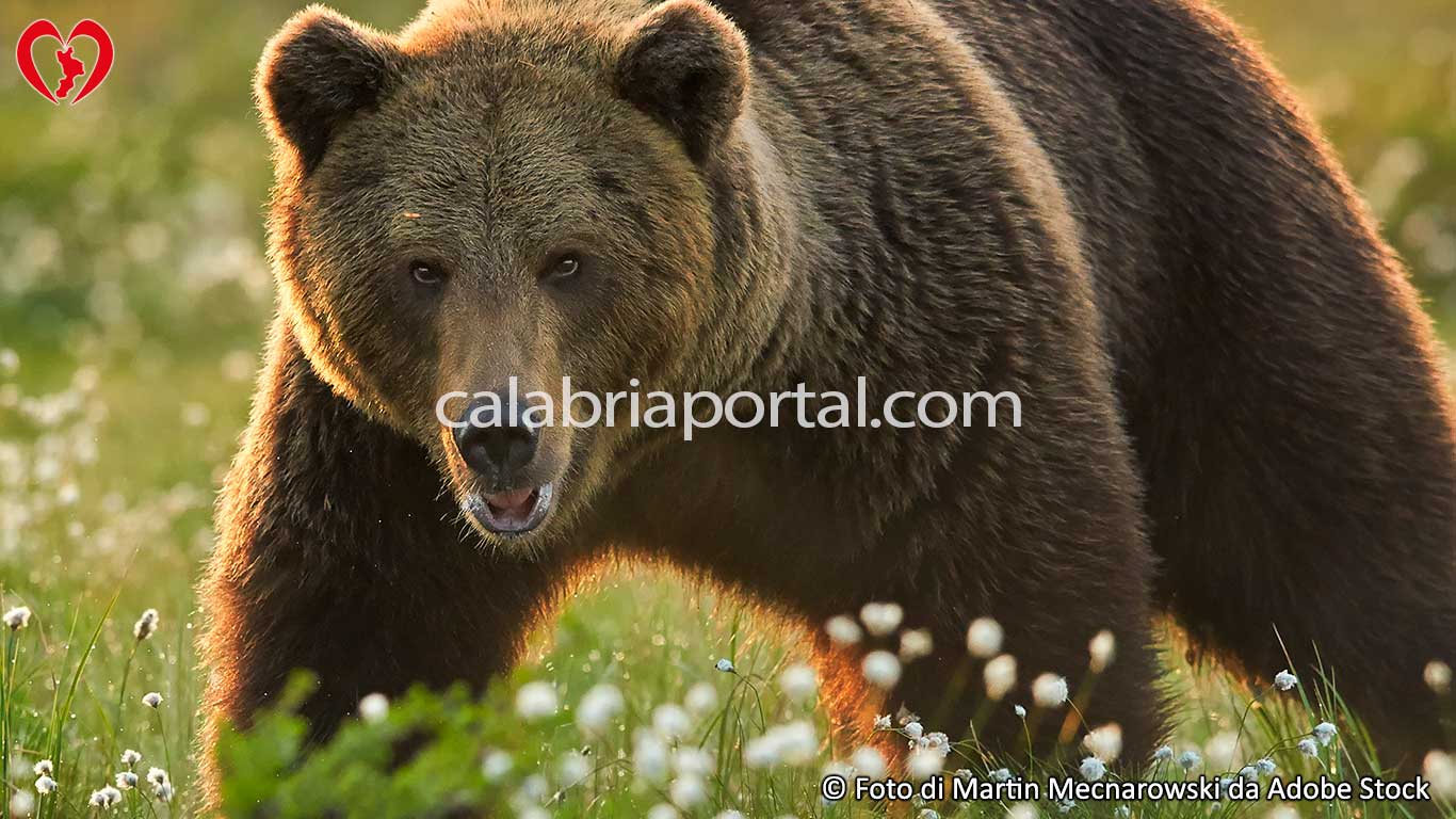 Animali del Passato: le specie estinte della fauna calabrese