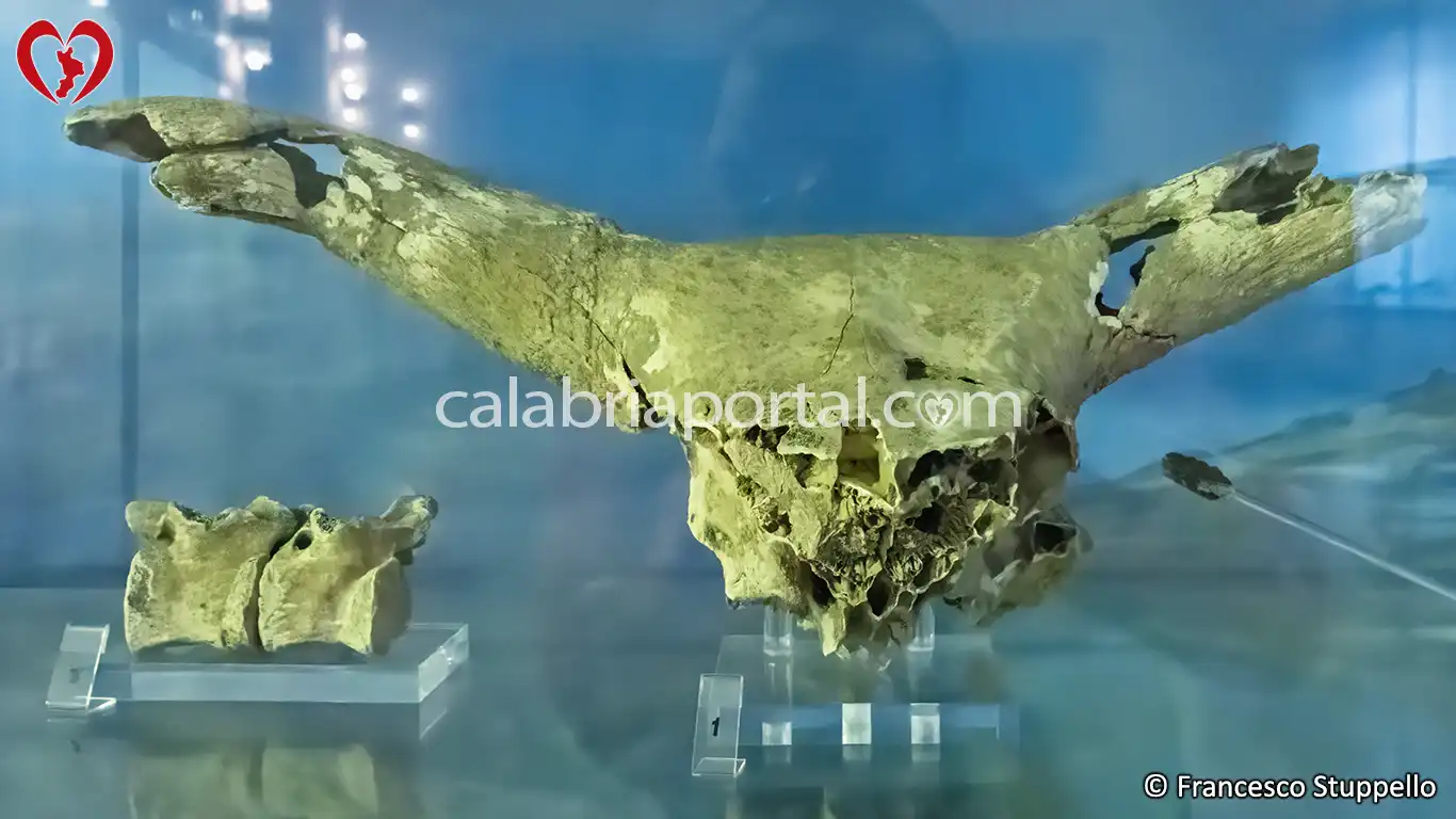 Animali del Passato: le specie estinte della fauna calabrese