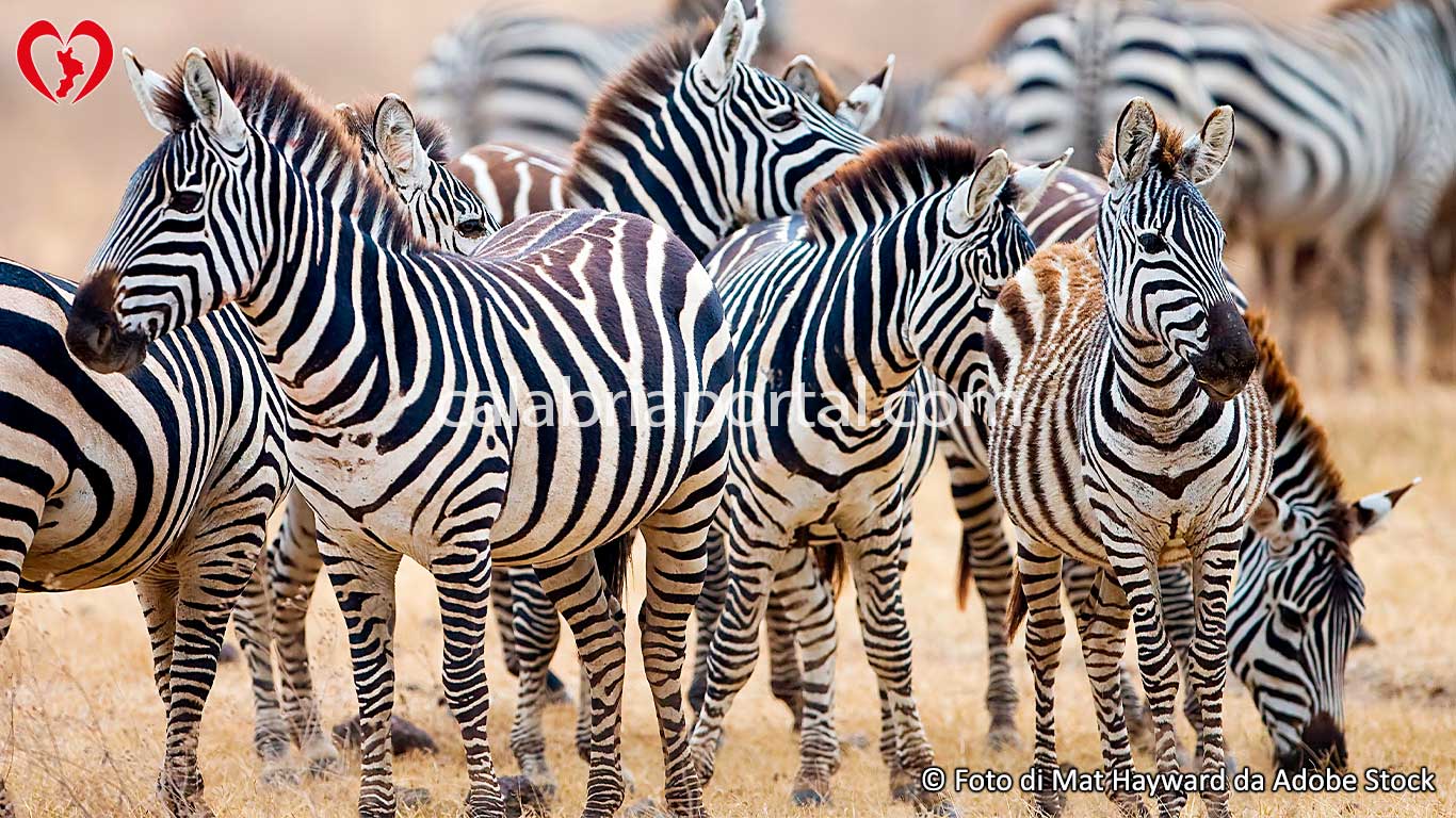 Animali del Passato: le specie estinte della fauna calabrese