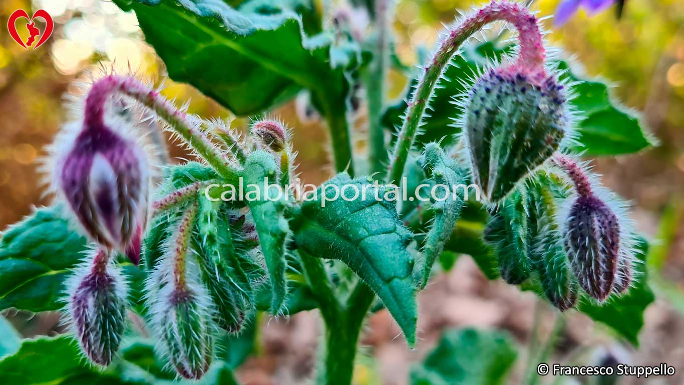 Borragine: pianta officinale della Calabria