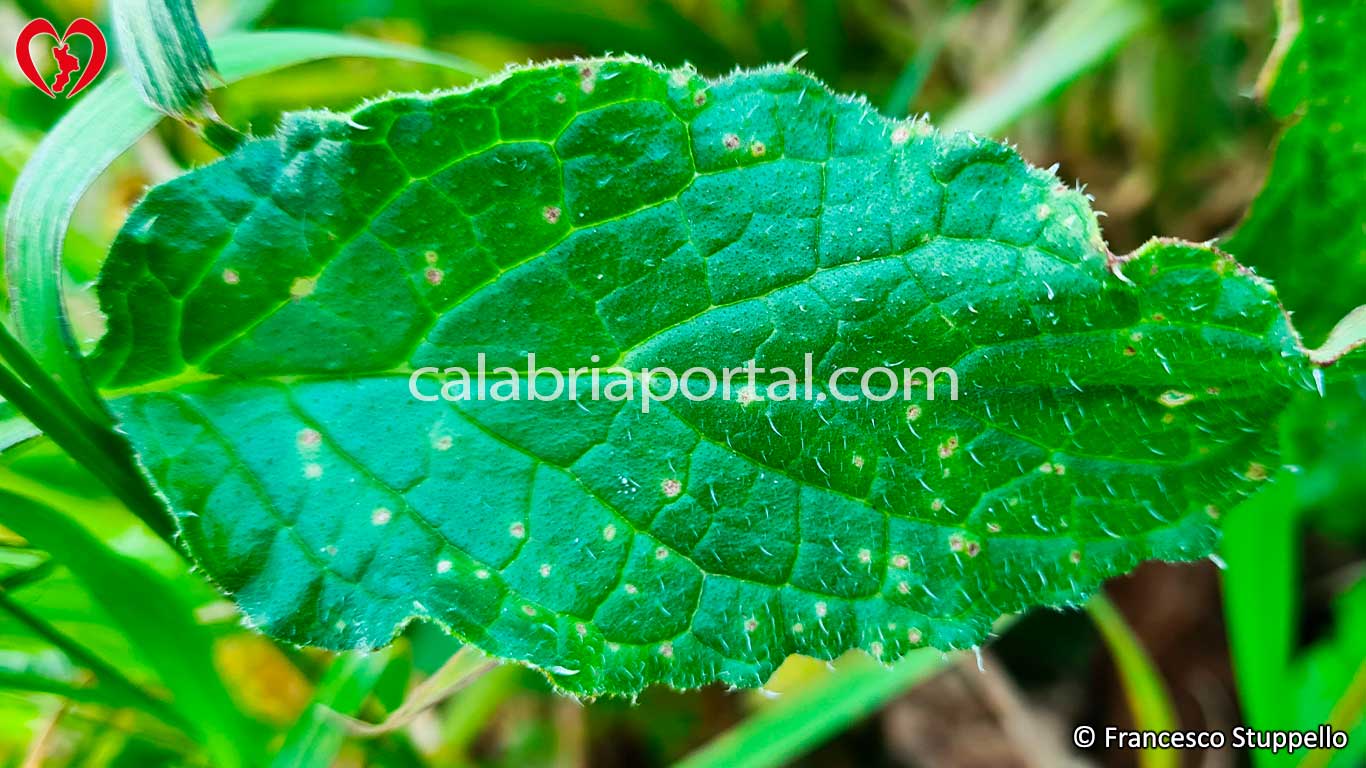 Borragine: pianta officinale della Calabria