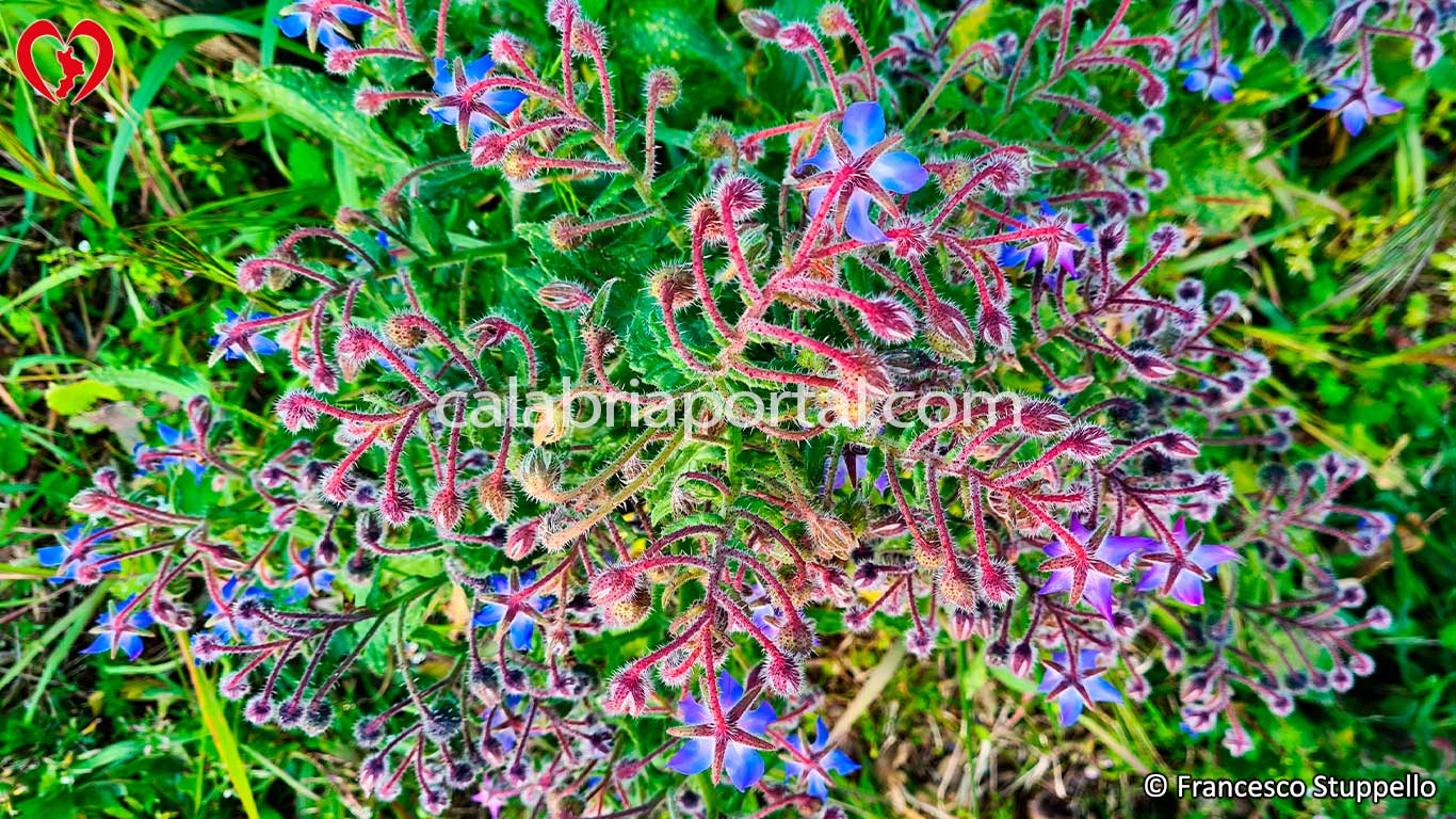 Borragine: pianta officinale della Calabria