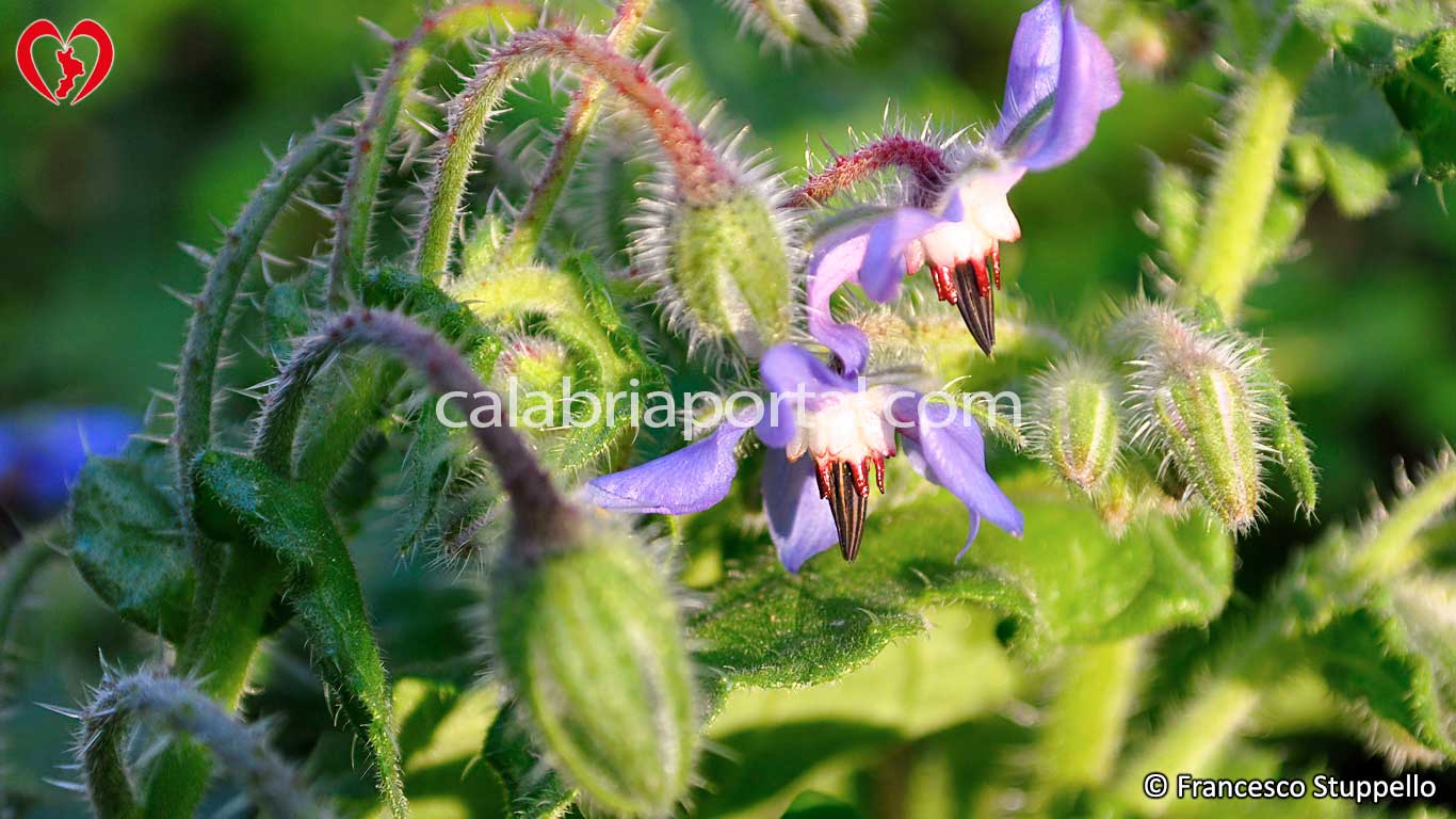 Borragine: pianta officinale della Calabria