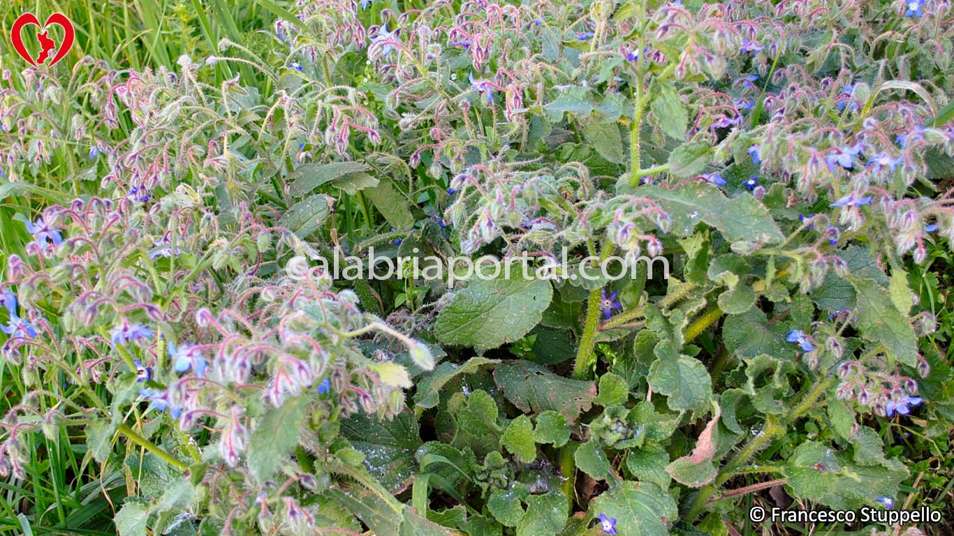 Borragine Calabrese | erba officinale, usi e proprietà