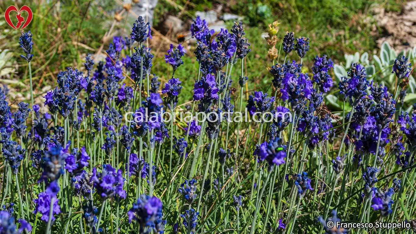 Flora della Calabria: le Piante Selvatiche Calabresi