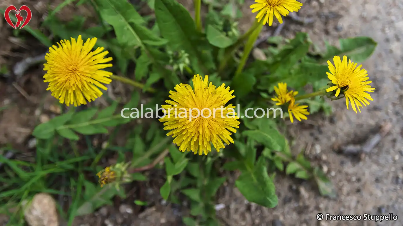 Tarassaco: pianta officinale della Calabria