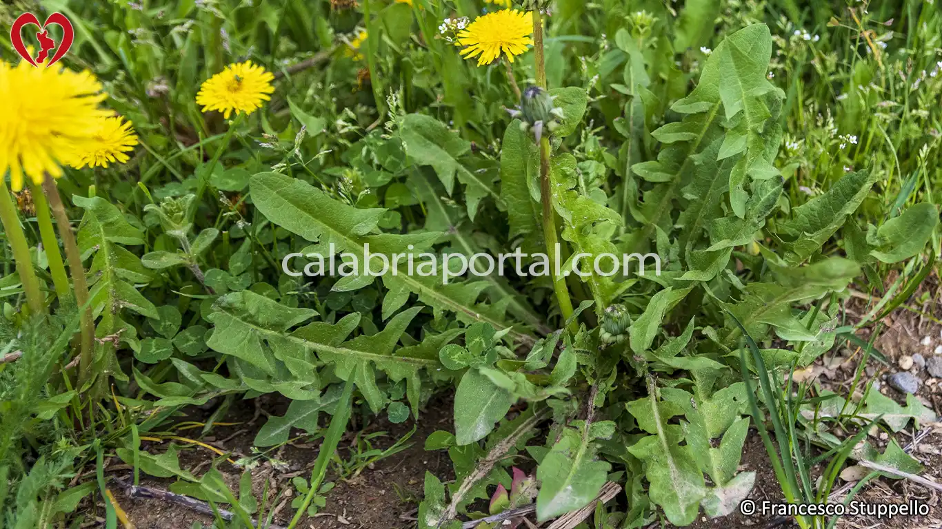 Tarassaco: pianta officinale della Calabria