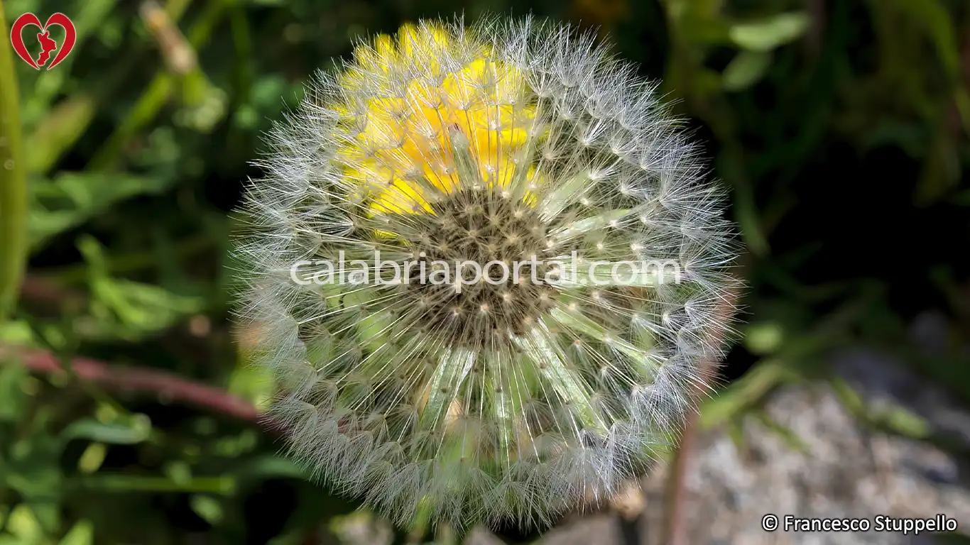 Tarassaco: pianta officinale della Calabria