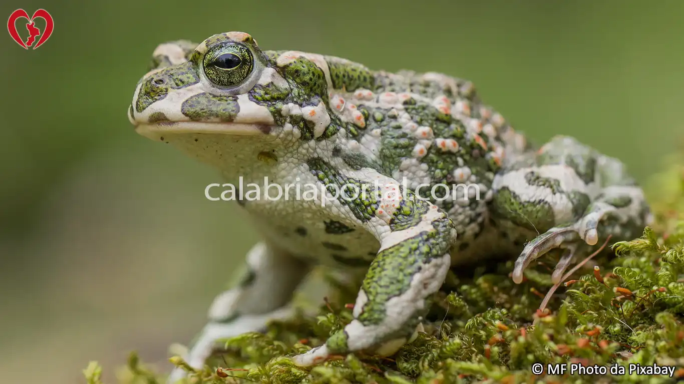 Anfibi della Calabria: le specie selvatiche calabresi