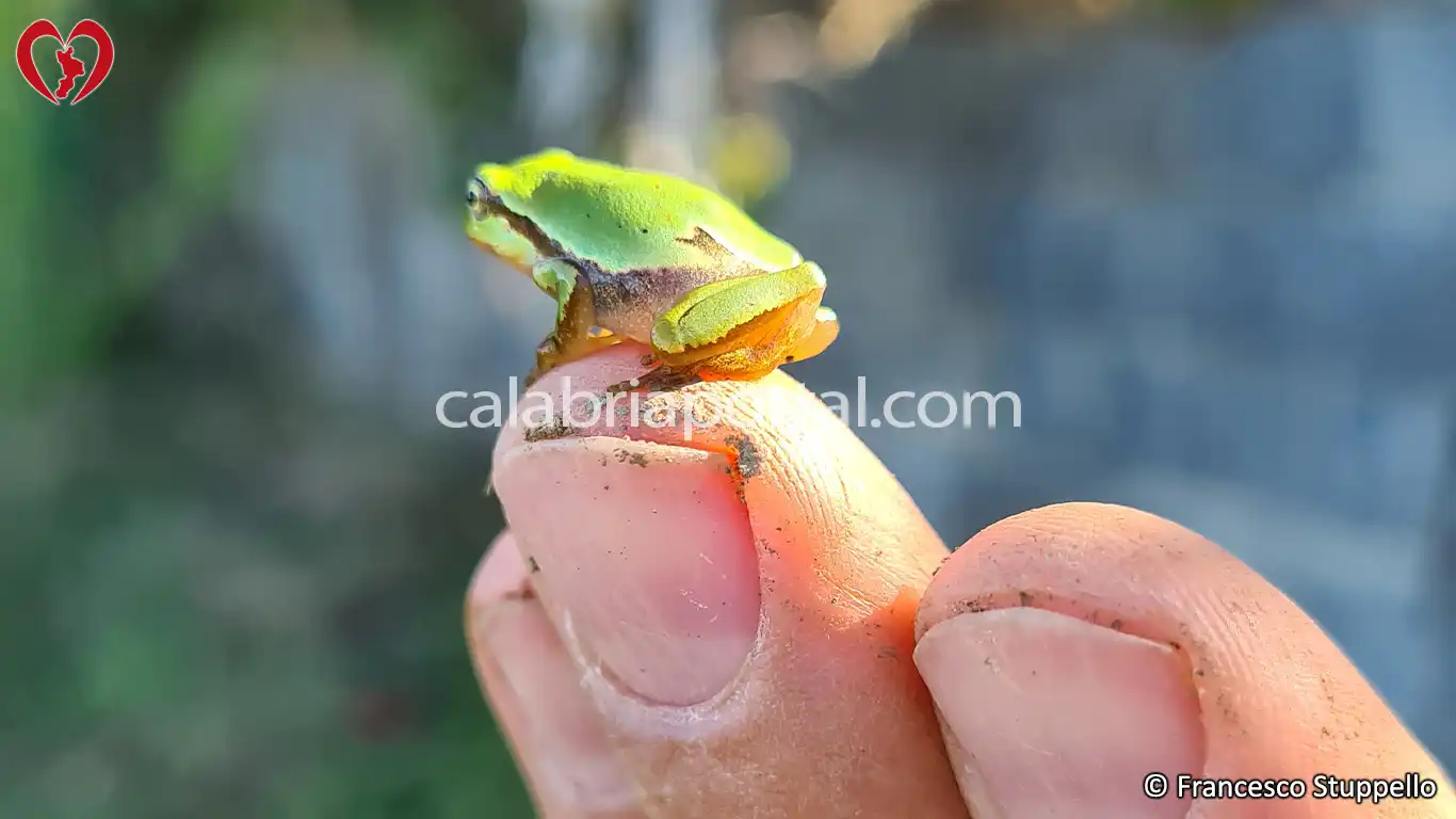Rane e Rospi della Calabria: le specie della fauna calabrese